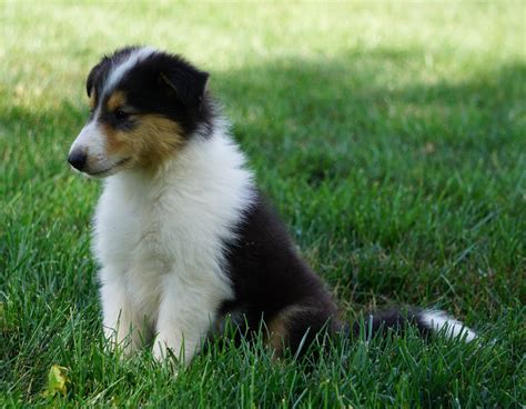 Akc Registered Lassie Collie For Sale Fredericksburg Oh Female Oriol