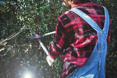 When And How To Prune And Fertilize Leyland Cypress Trees