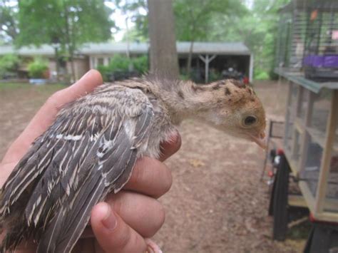 Sexing Turkey Poults Backyard Chickens Learn How To Raise Chickens
