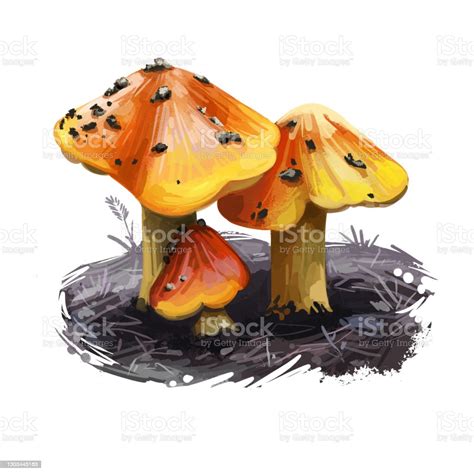 Hygrocybe 코니카 또는 마녀 모자 원물 왁스 또는 끈적 끈적한 모자 버섯 클로즈업 디지털 아트 일러스트 볼레투스는 과일
