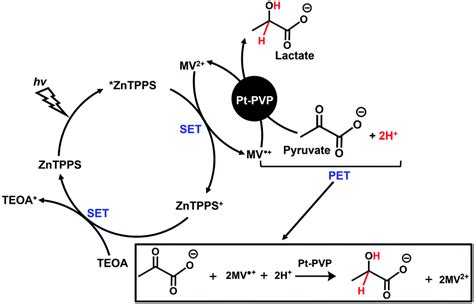 Pyruvate To Lactate