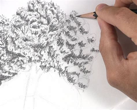 How To Draw Tree Leaves Step By Step