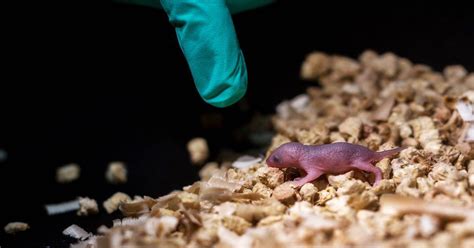 Healthy Mice Born From Same Sex Parents For First Time Ever