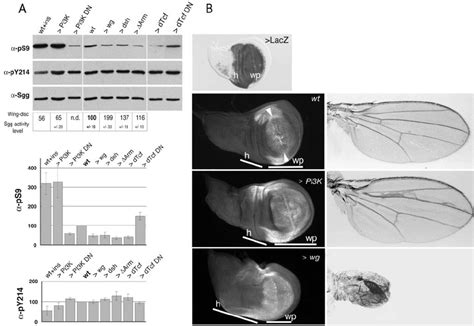 Regulation Of Sgg In Wing Imaginal Disks Following Forced Expression Of Download Scientific