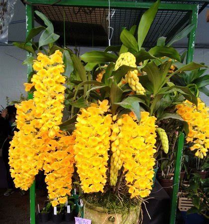 DEN DENSIFLORUM NBS | Ocotea.net