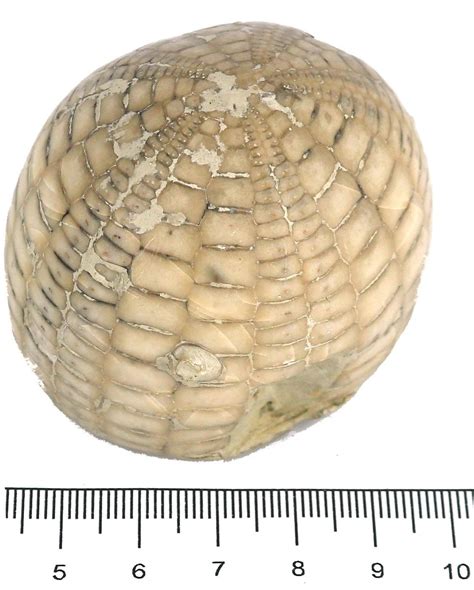 Echinocorys Ex Gr Sulcata Members Gallery The Fossil Forum