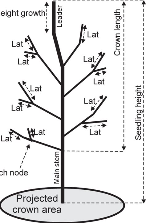 Schematic Representation Of A Seedling And Some Of The Measured Download Scientific Diagram