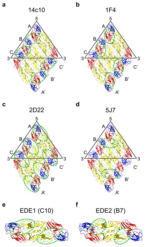 Quaternary Epitopes Recognised By Strongly Neutralising Human Mabs