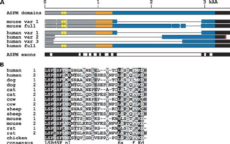 Aspm Spliced Forms In The Human And Mouse A The Upper Scheme Shows