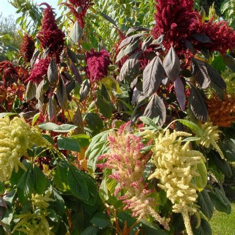 Amarante Semer Et Planter Ooreka