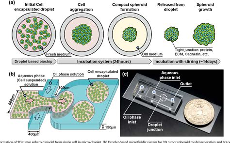 Figure 1 From Mass Fabrication Of Uniform Sized 3d Tumor Spheroid Using
