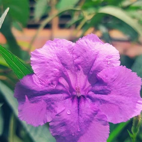 Bindhu Ap Bindhu Bindhubindhuap On Threads