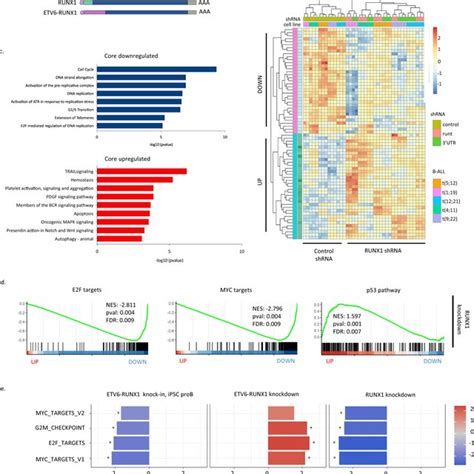 Defining A Core Runx1 Program In B All Reveals Antagonism Between