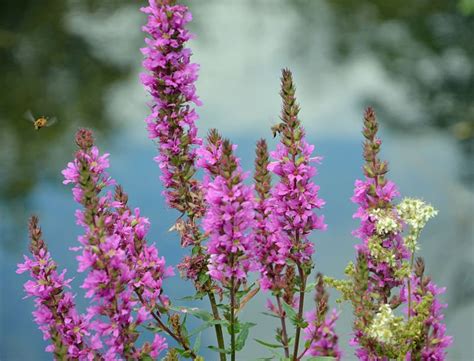 Purple Loosestrife An Invasive Plant Hubpages
