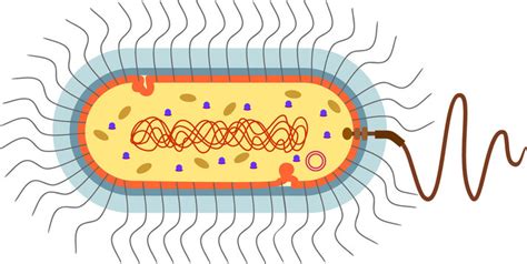 Prokaryotic Cell Structure Mesosome