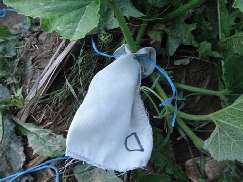 How To Hand Pollinate Squash Carrick Seeds
