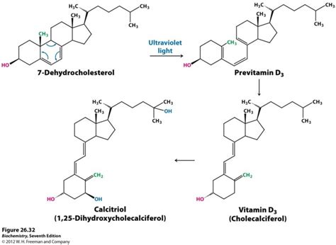 Vitamin D Synthesis Regulation Biological Roles Sources And Deficiency Online Biology Notes