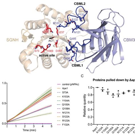 O Acetyl Esterase Activity And Pg Binding Assays Of Cbm35 Loop