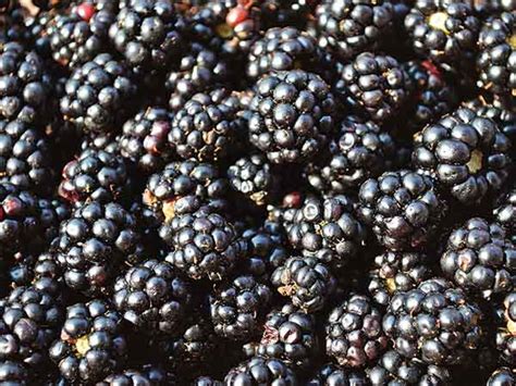 The Best Soothing Natural Remedies For Irritable Bowel Syndrome