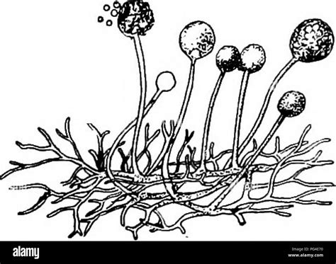 True Hyphae