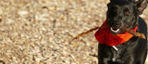 Fetching Other Email Addresses With Gmail And Other Tricks Detroit