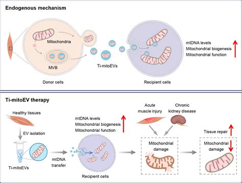 Harnessing Tissue Derived Mitochondria Rich Extracellular Vesicles Ti