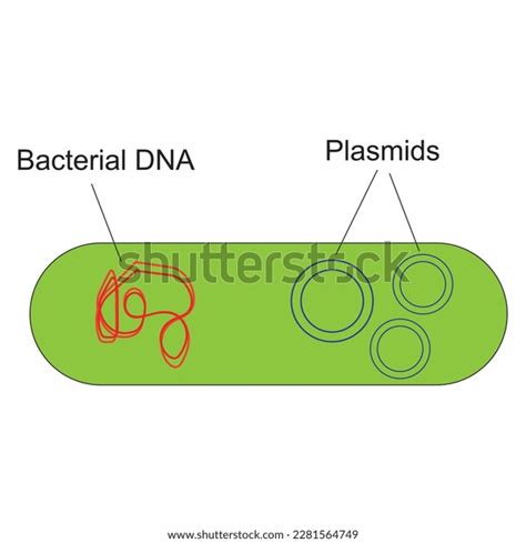 Illustration Bacterium Showing Chromosomal Dna Plasmids Stock Vector