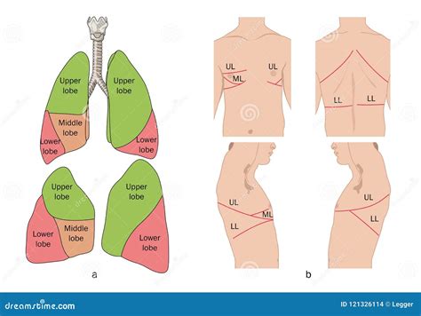Location Of Lung Lobes Stock Vector Illustration Of Lobes 121326114