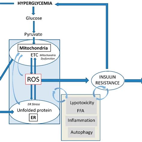 Development Of Insulin Resistance And The Relevant Role Of