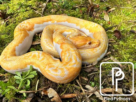 Albino Pied Burmese Python By Pied Pythons Morphmarket