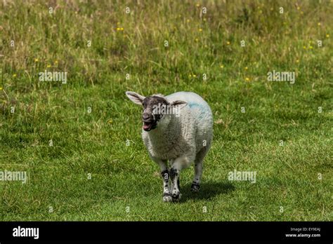 Black Faced Sheep With Its Mouth Open Bleating In A Field Of Grass In