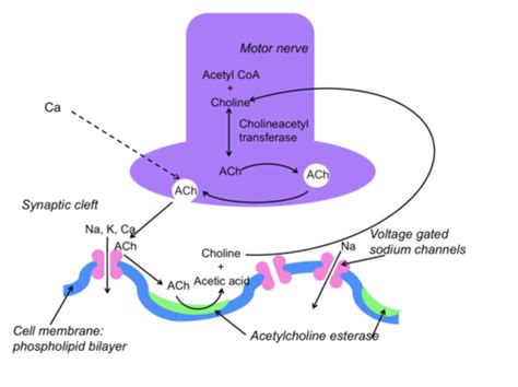 Aw3 Ptp Muscle Relaxants Flashcards Quizlet