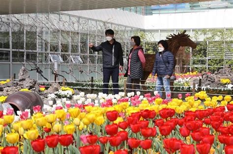 포토뉴스 부산시민공원 방문자센터 일원 튤립 1만 송이 개화 위키트리