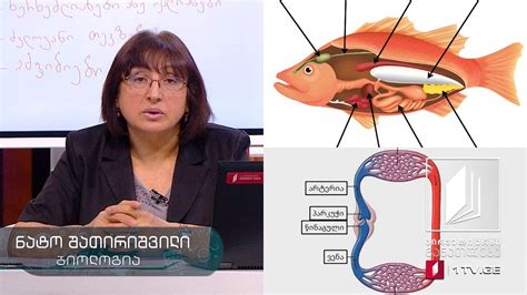 ბიოლოგია Vii კლასი ცხოველთა სამეფო ქორდიანები ტელესკოლა Youtube