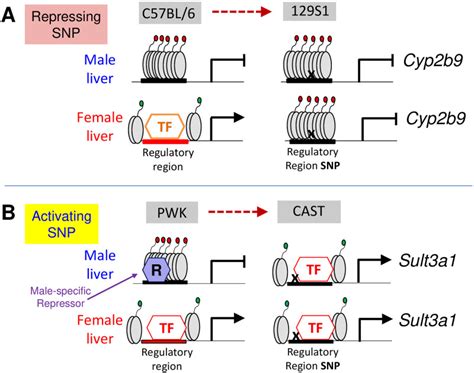 Genetic Factors Contributing To Extensive Variability Of Sex Specific