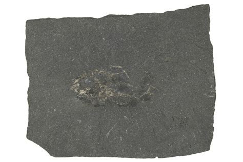 2 3 Pennsylvanian Phyllocarid Concavicaris Fossil Iowa 262607