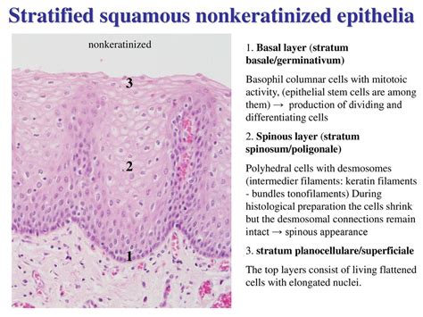 Keratinized Stratified Squamous Epithelium Slide