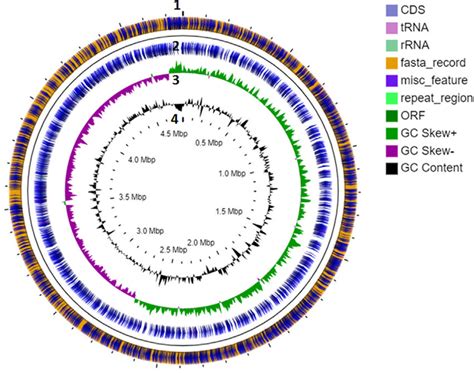 Map Of The Pectobacterium Carotovorum Subsp Carotovorum Icmp 5702 Download Scientific Diagram