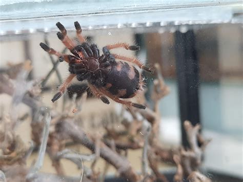 Can Sombody Sex My Gbb Rtarantulas