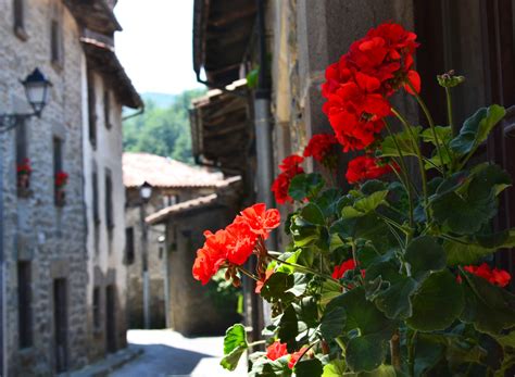 Герань в Европе (33 фото) » НА ДАЧЕ ФОТО