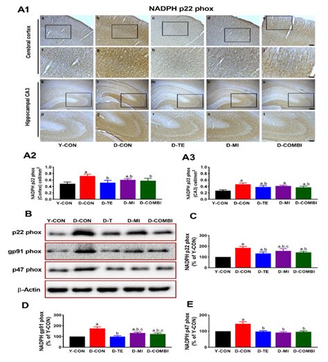 Effects Of Treadmill Exercise And Mitoq On The Expression Of Nadph
