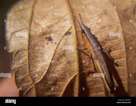 Gorgeous Grasshopper On Dry Leafgrasshoppers Are A Group Of Insects