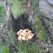 ナラタケモドキ 京都九条山自然観察日記
