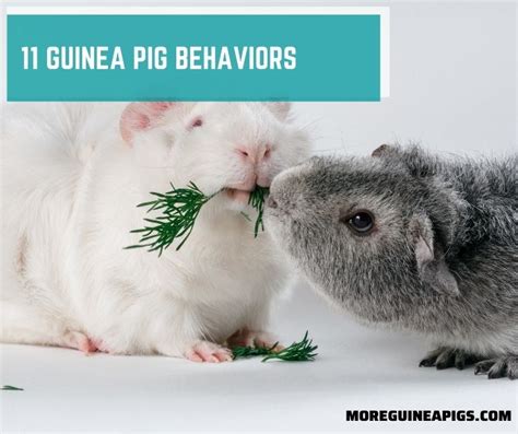 11 Guinea Pig Behaviors To Help You Understand More About Them More