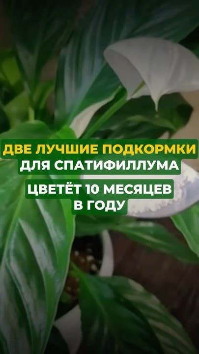 Две лучшие подкормки для спатифиллума #цветы #сад - YouTube