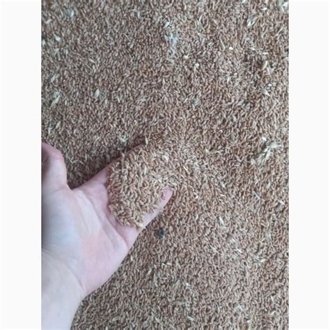 Пшеница кормовая — Agro Uzbekistan