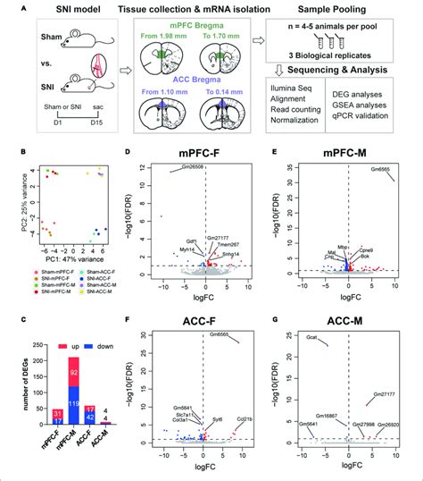 Differentially Expressed Genes In The Mpfc And The Acc Of Female And Download Scientific