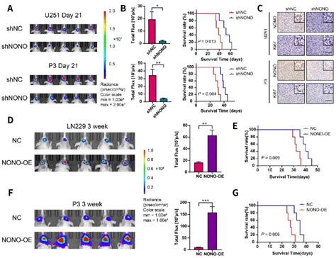 慢病毒系列让你 随心所欲”调控基因（肿瘤模型篇） 知乎