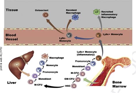 Repairing Tissue Macrophage