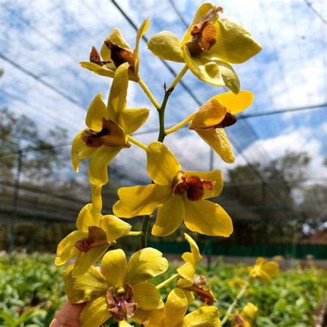 Dendrobium Airy Red Dragon Plantzone